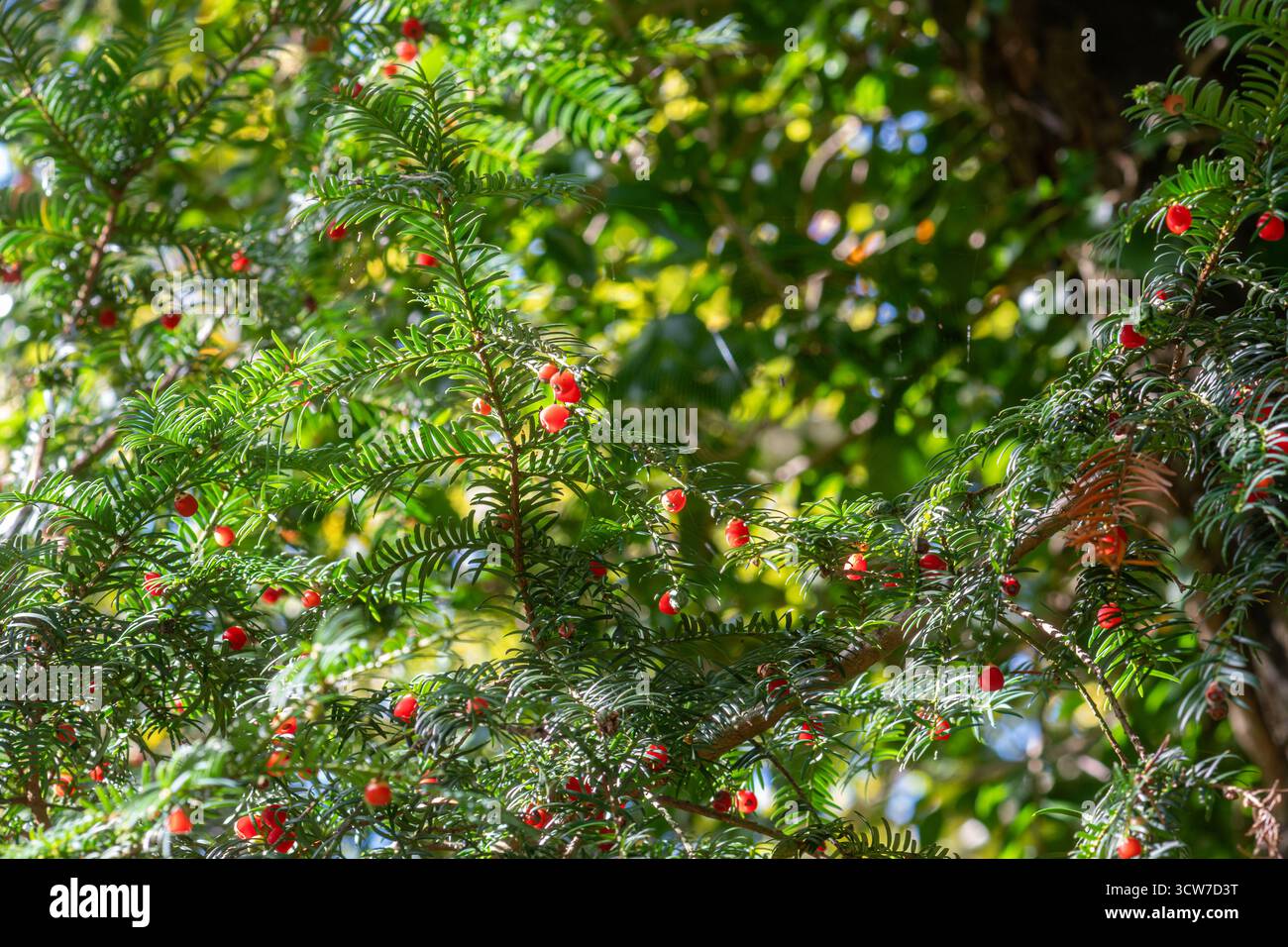 Berry like structure known as an aril hi-res stock photography and ...