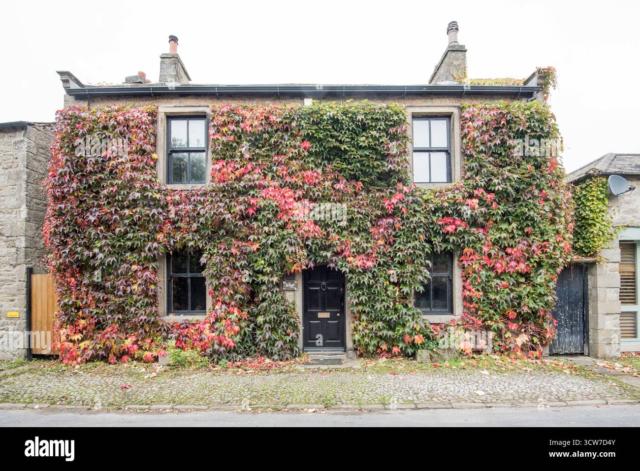 Virginia Creeper in Long Preston turning increasingly red as Autumn ...