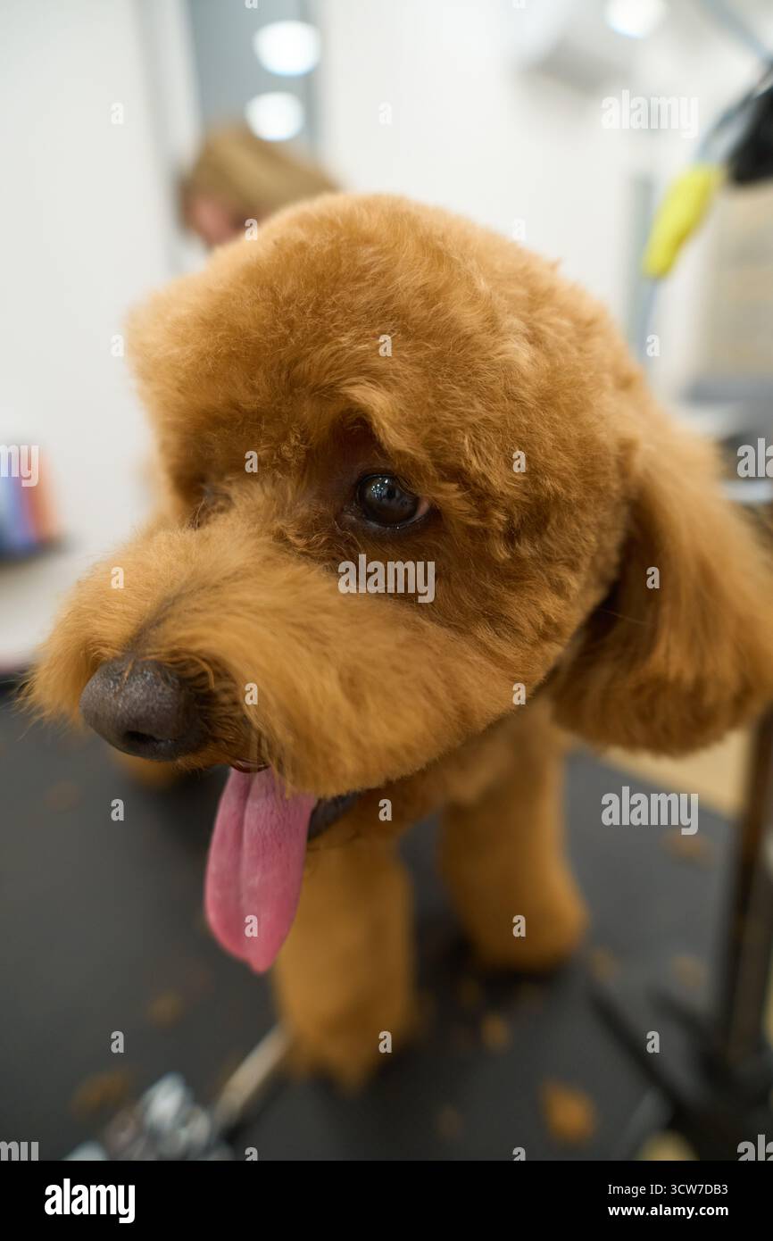 Red poodle dog getting hi-res stock photography and images - Alamy