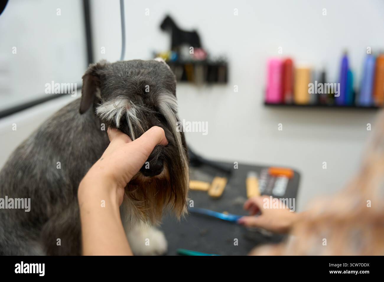 Styling head hi-res stock photography and images - Alamy