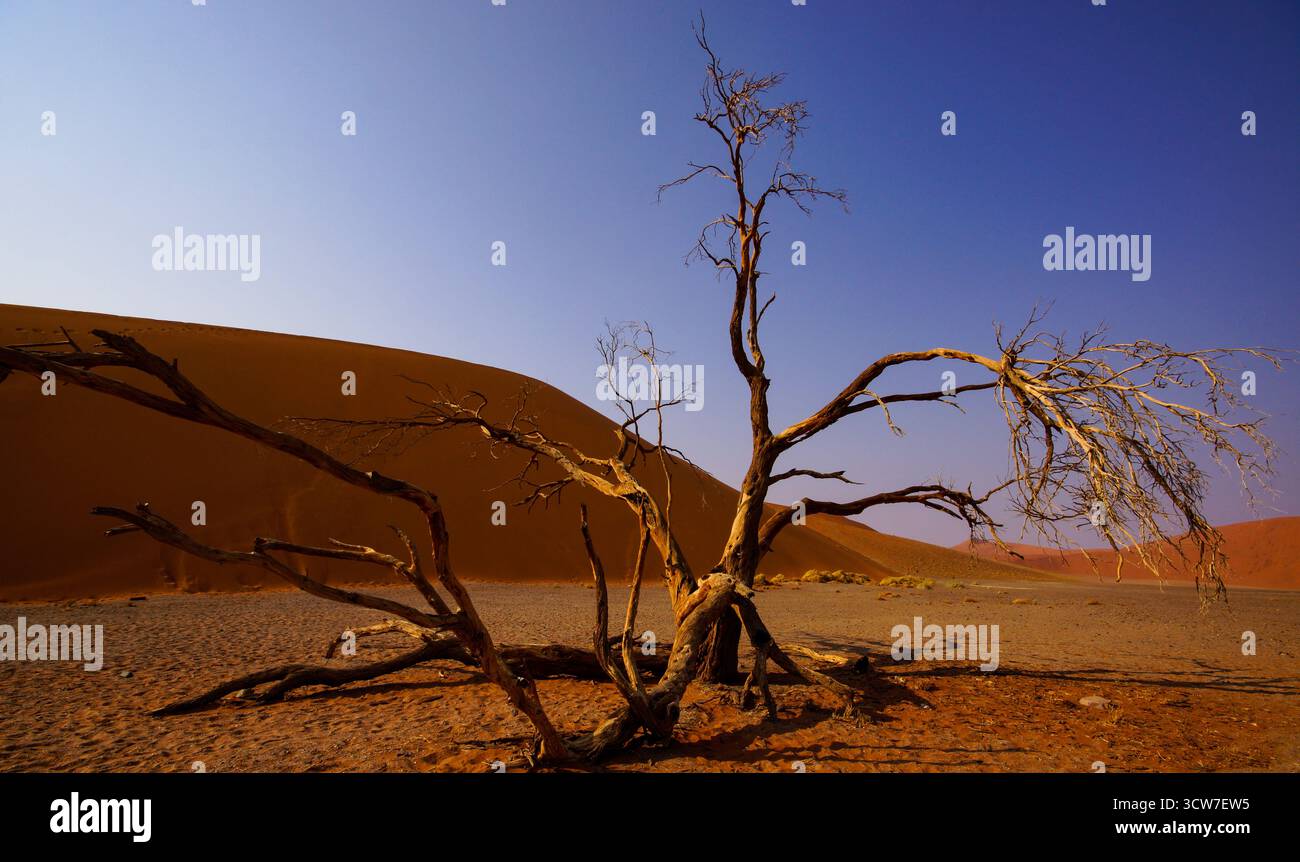Weathered tree standing lifeless in the golden sands of the Namib ...