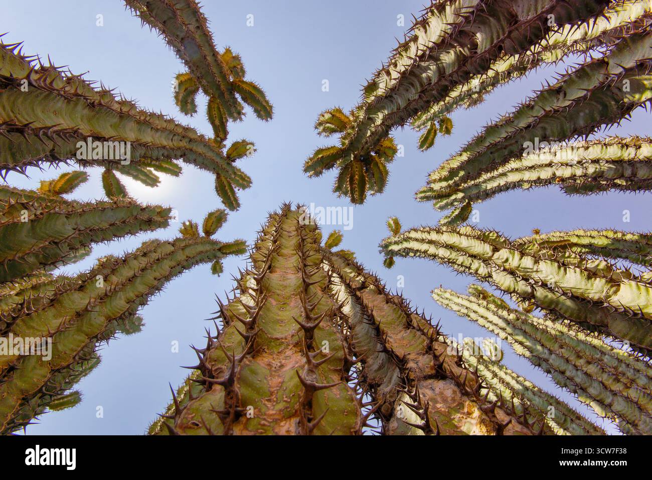 Massive candelabra-shaped branches of the Poison Tree (Euphorbia virosa ...