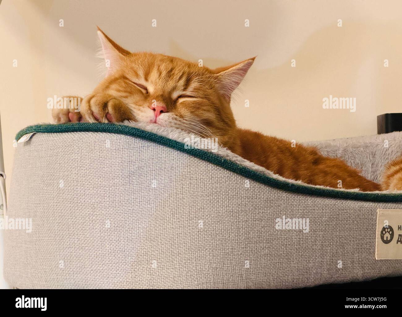 Ginger cat sleeping in bed hi-res stock photography and images - Alamy