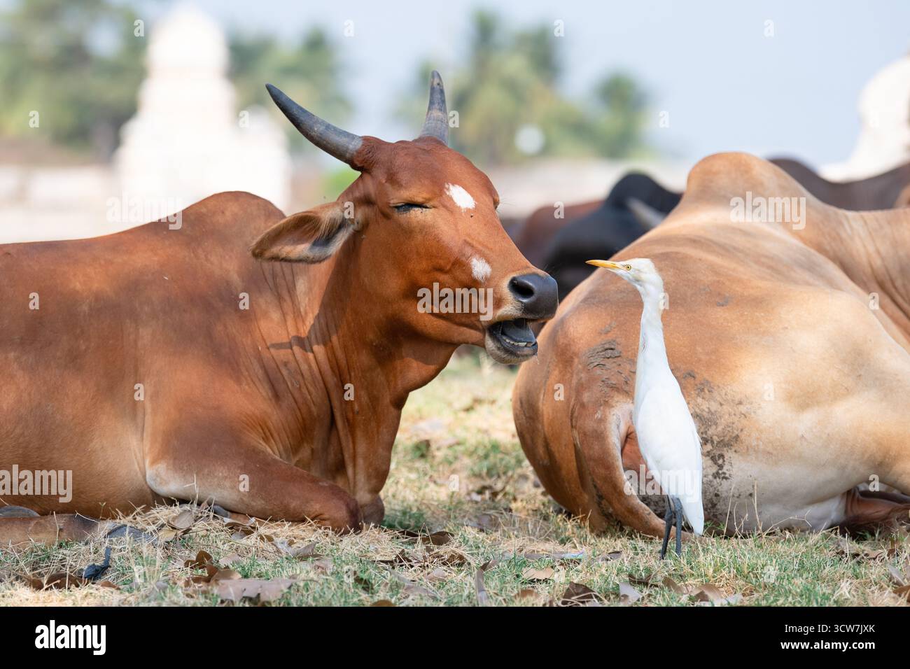 Commensalism, Symbiotic Relationship Between Sacred Cow And Cattle ...