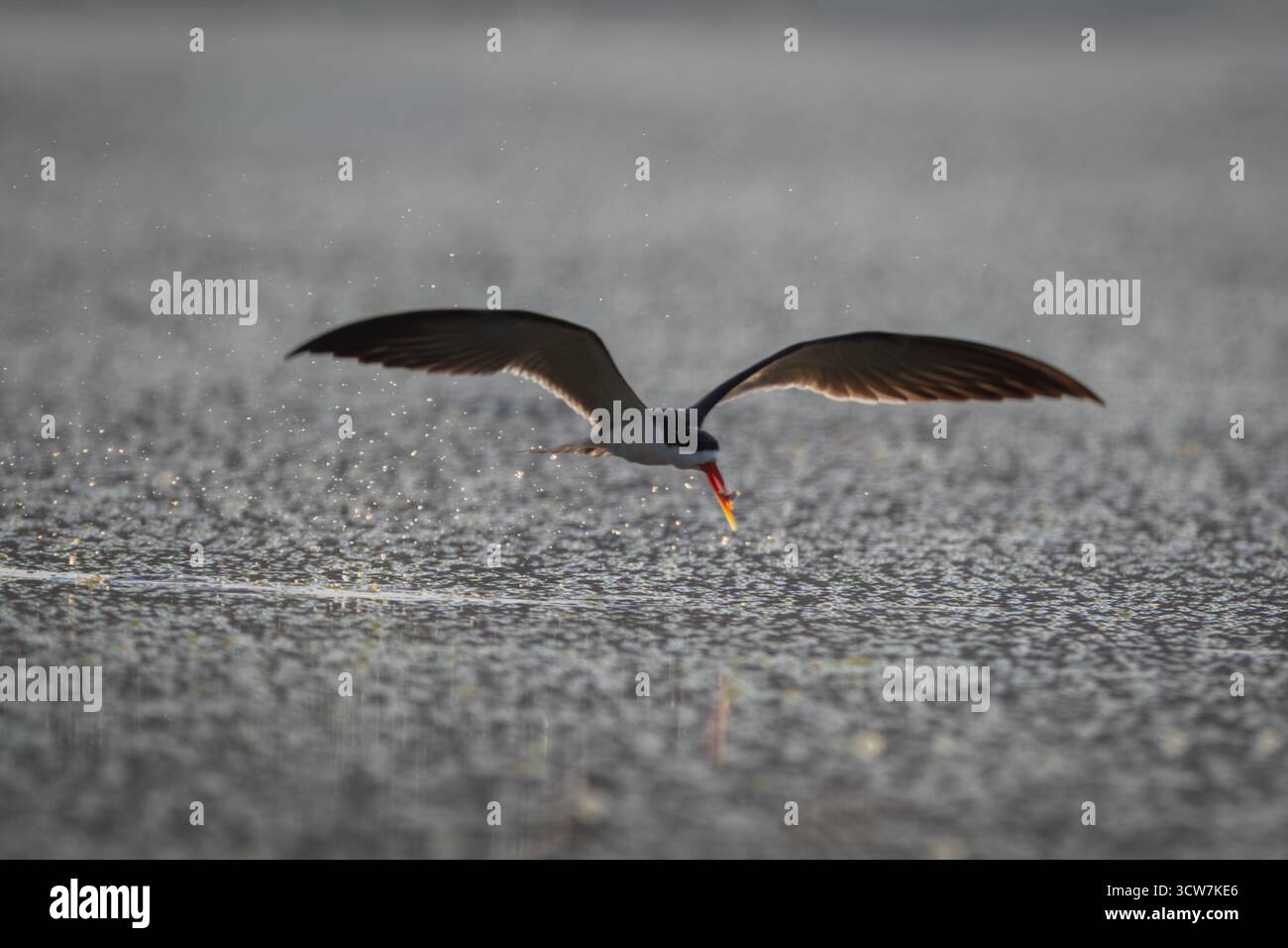 African skimmer flies with fish in beak Stock Photo - Alamy