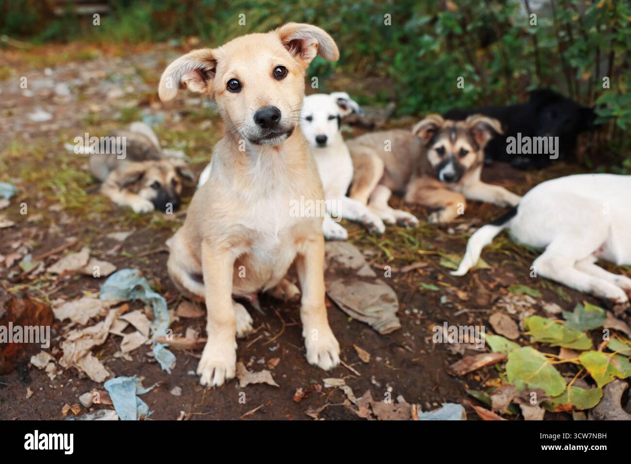 Many different cute stray dogs hi-res stock photography and images - Alamy
