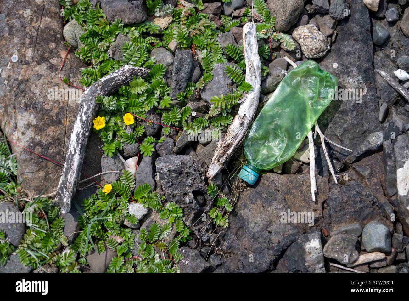 Beach trash or marine litter (garbage and flotsam) washed up and ...