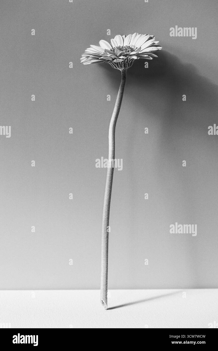 Minimal wellness Black and White Stock Photos & Images - Alamy