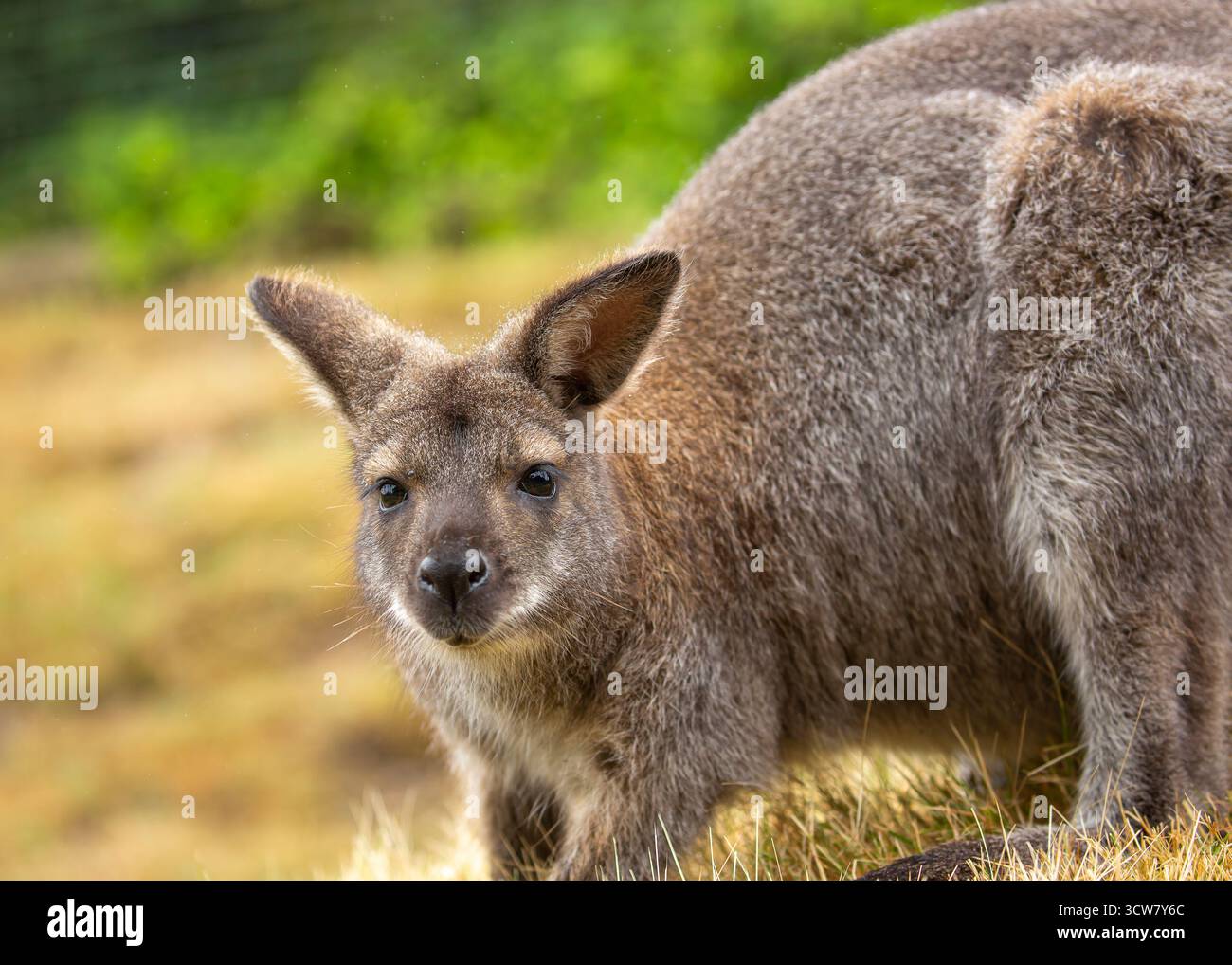Close up view detailed hi-res stock photography and images - Alamy