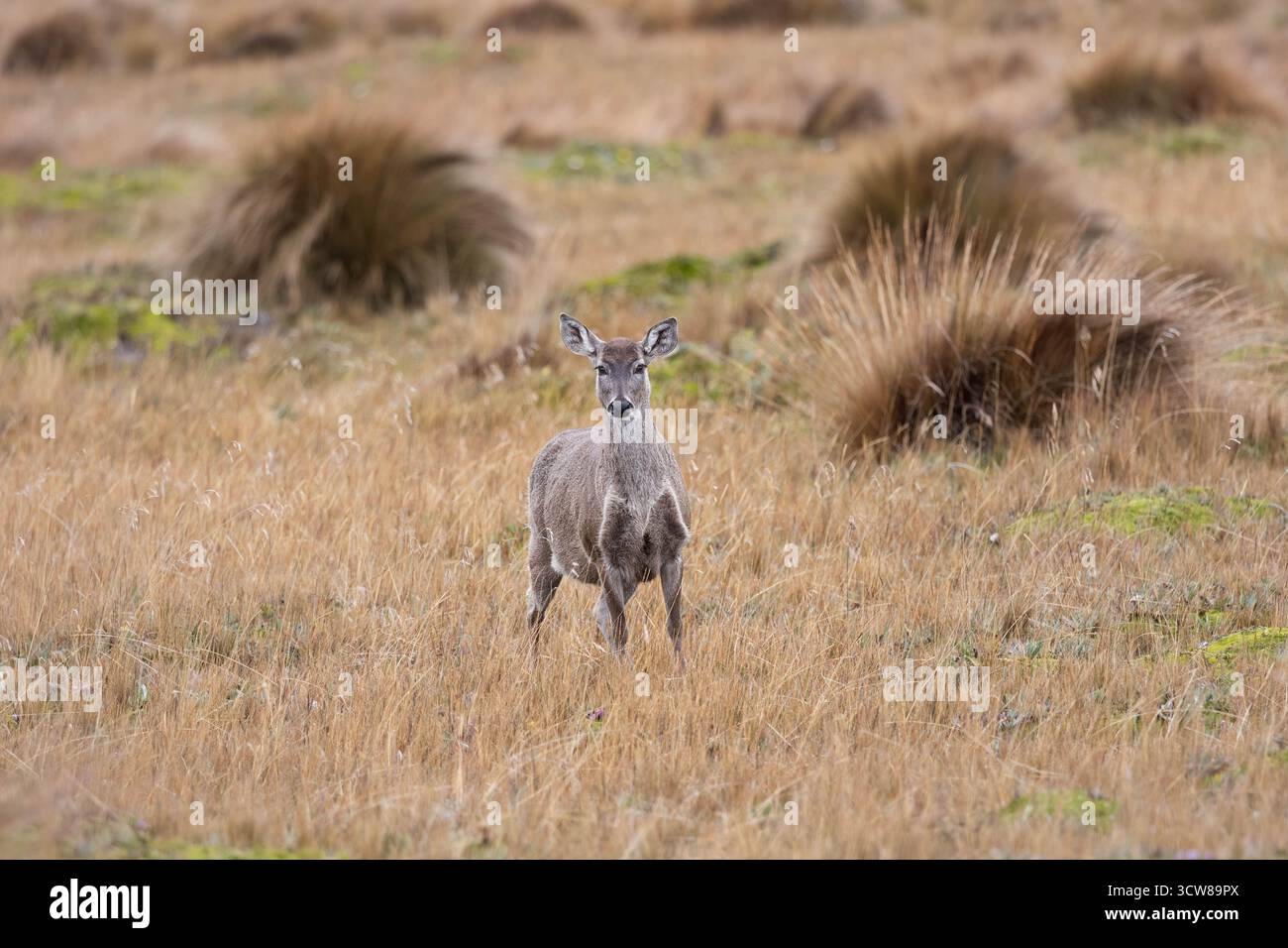 White-tailed Deer (Odocoileus virginianus ustus) standing alert in the ...