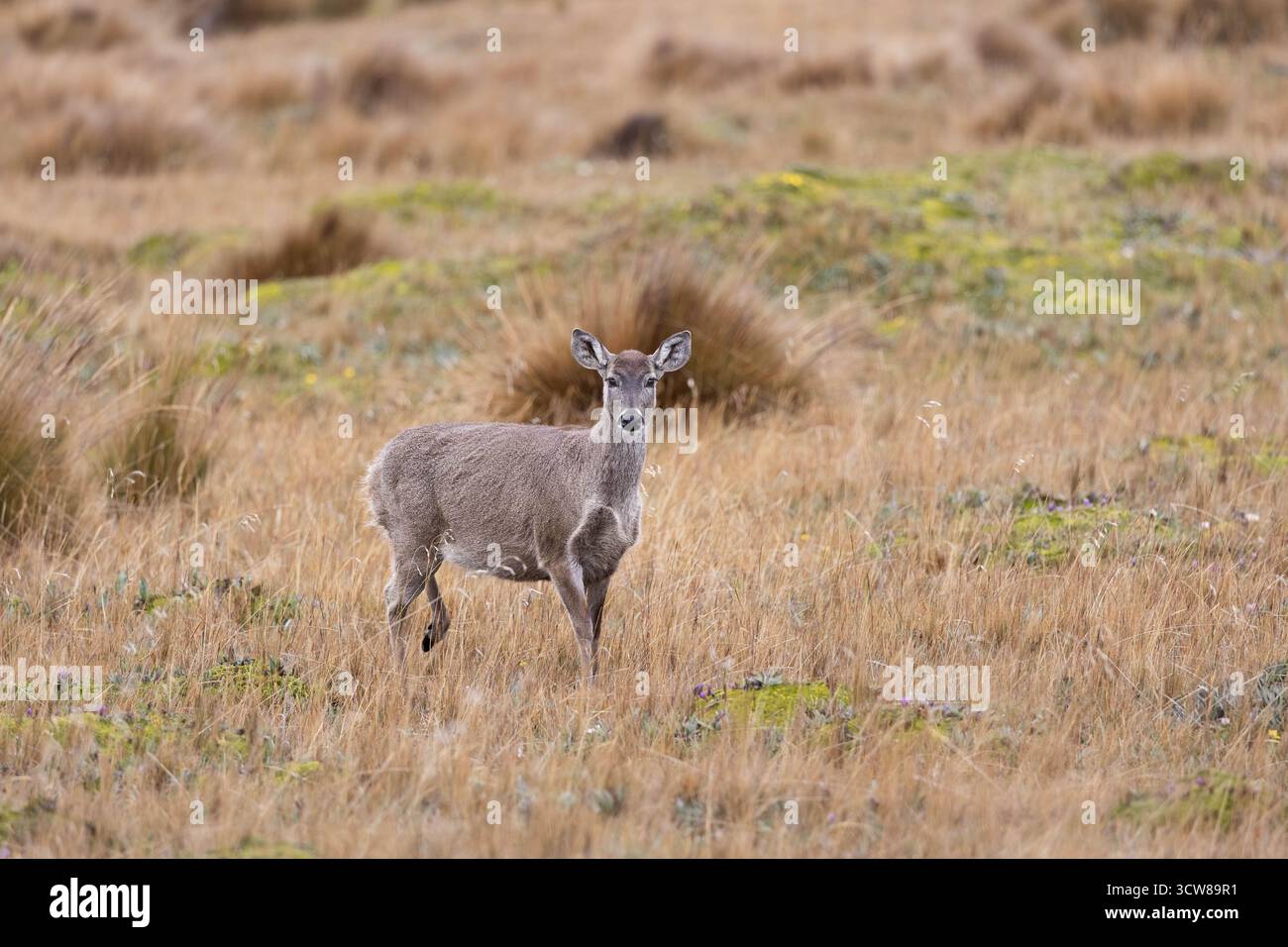 White-tailed Deer (Odocoileus virginianus ustus) standing alert in the ...