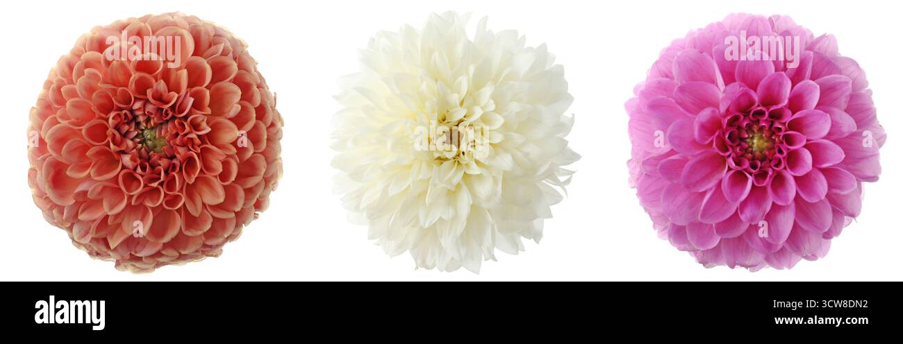 Bright dahlia flowers isolated on white, set Stock Photo - Alamy