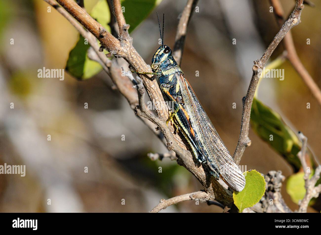 Large painted locust (Schistocerca melanocera) endemic to the Galapagos ...