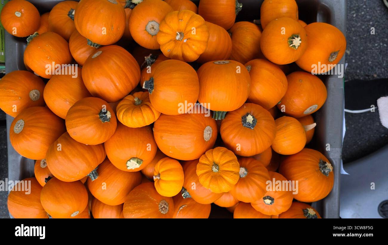 Pumpkinspile hi-res stock photography and images - Alamy