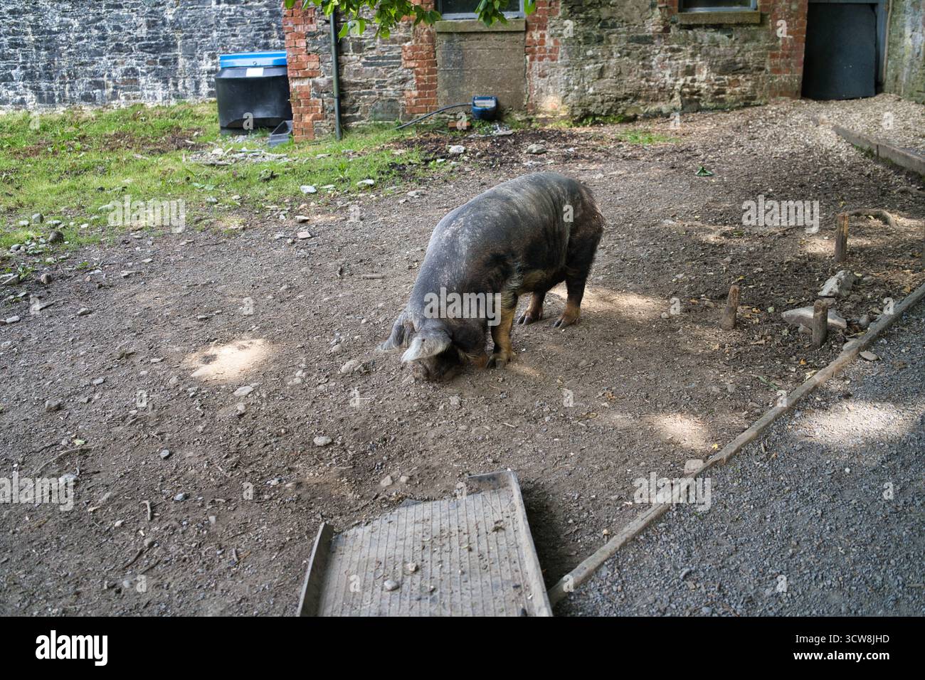 A pig foraging for food outdoors near an old brick building in Ireland ...