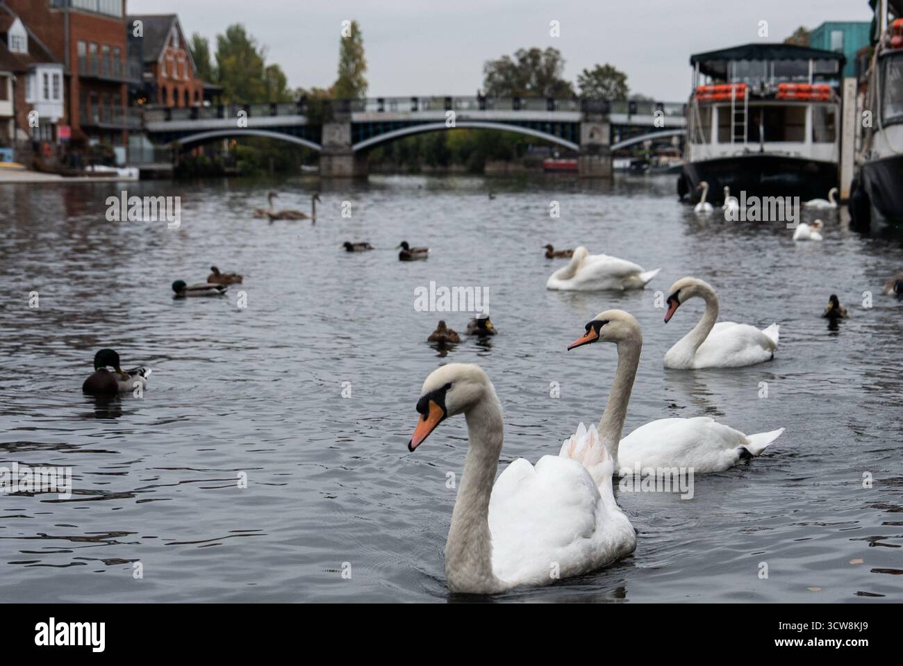 Mute swans float on the River Thames, Friday, Oct. 10, 2025, in Windsor ...