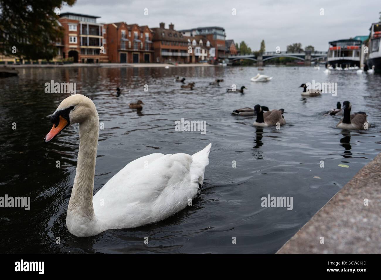 Mute swans float on the River Thames, Friday, Oct. 10, 2025, in Windsor ...