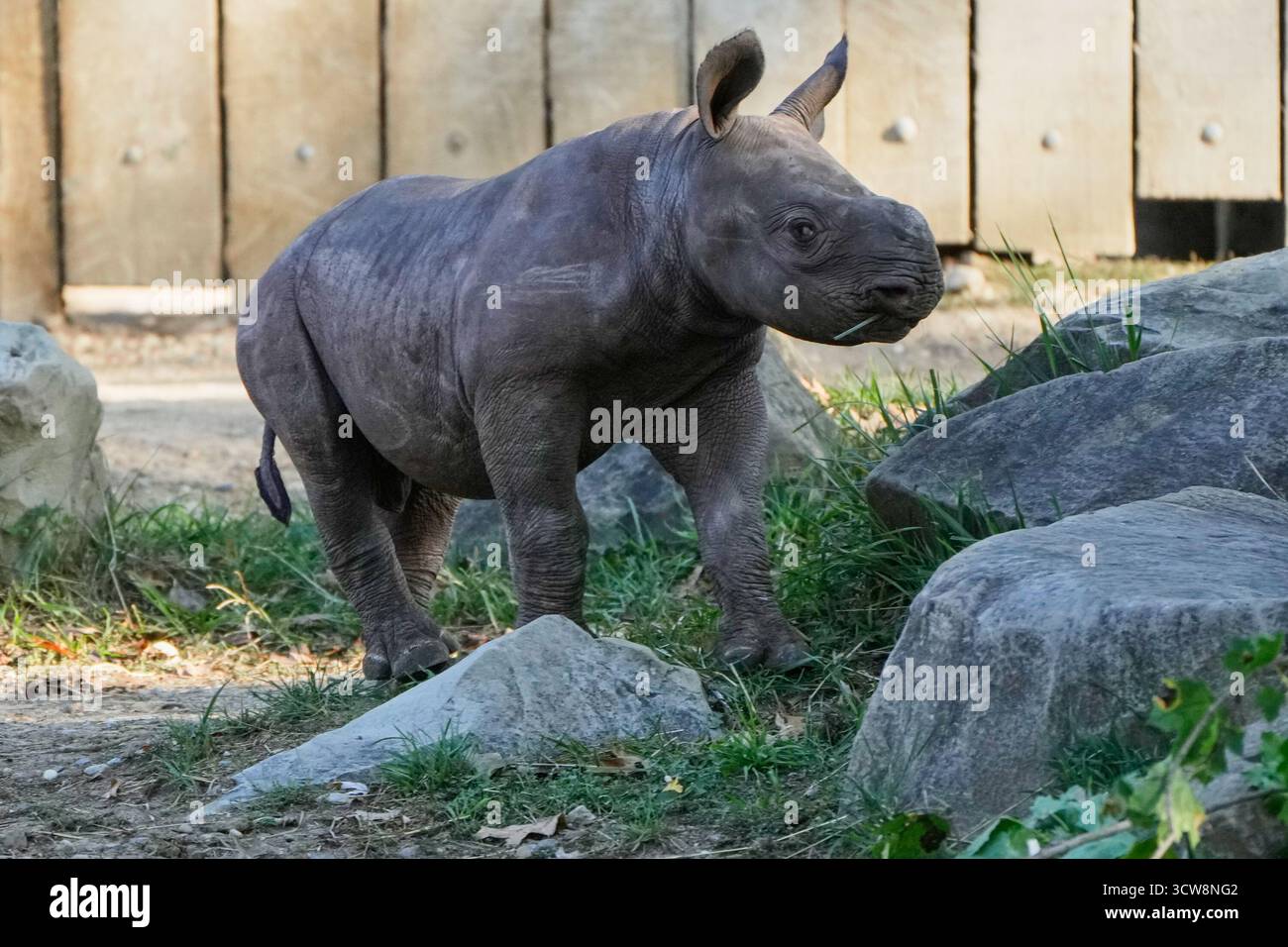A male Eastern Black Rhino calf born Sept. 13, 2025, explores his ...