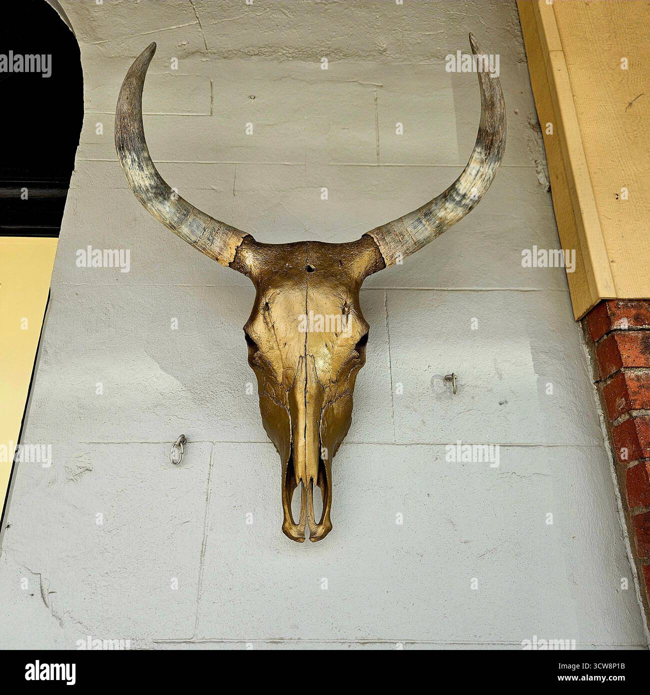 Golden antelope skull with long horns hanging on a wall as decoration ...