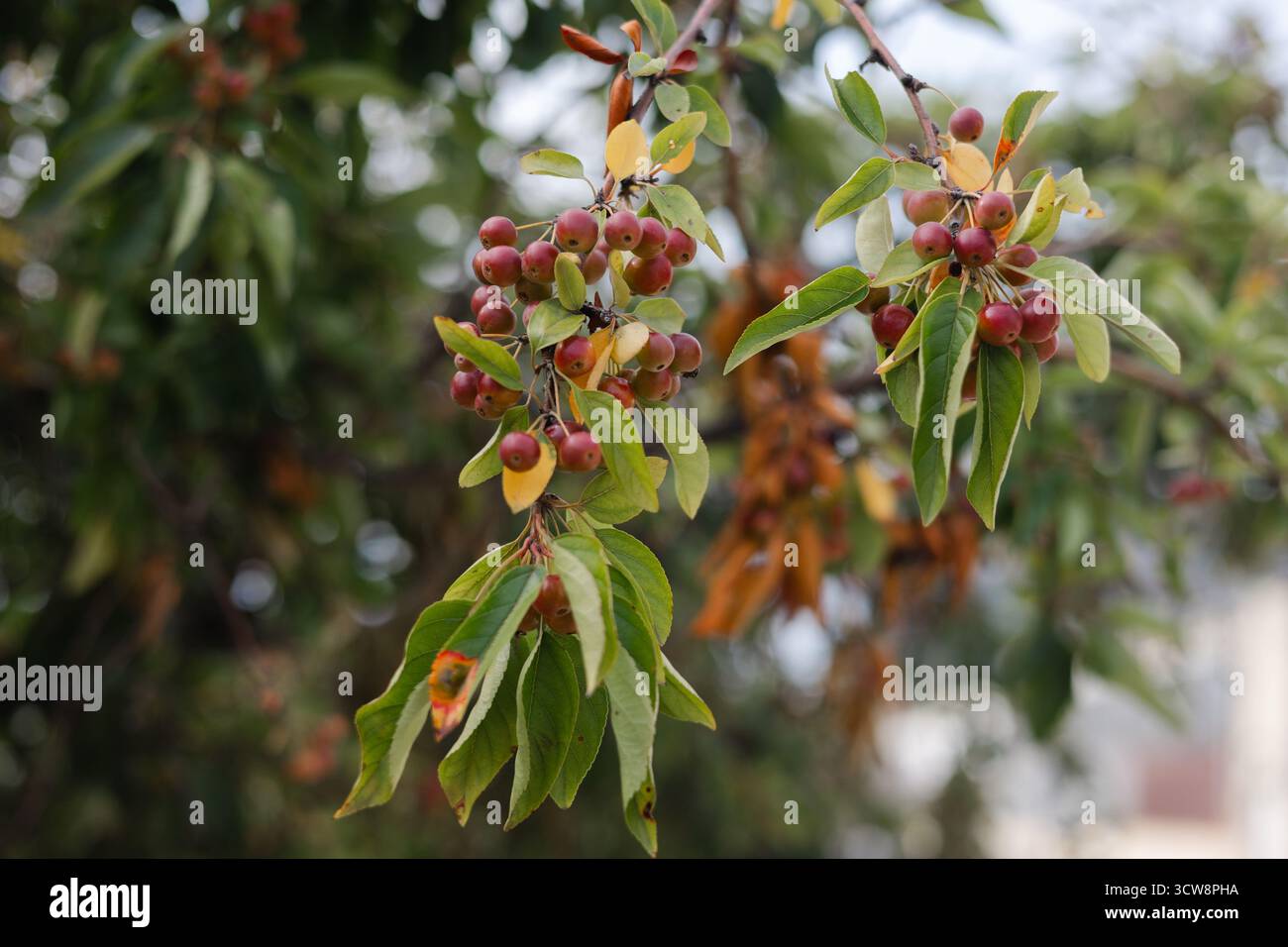 Bright clusters of fruit are visible among lush green leaves on a tree ...