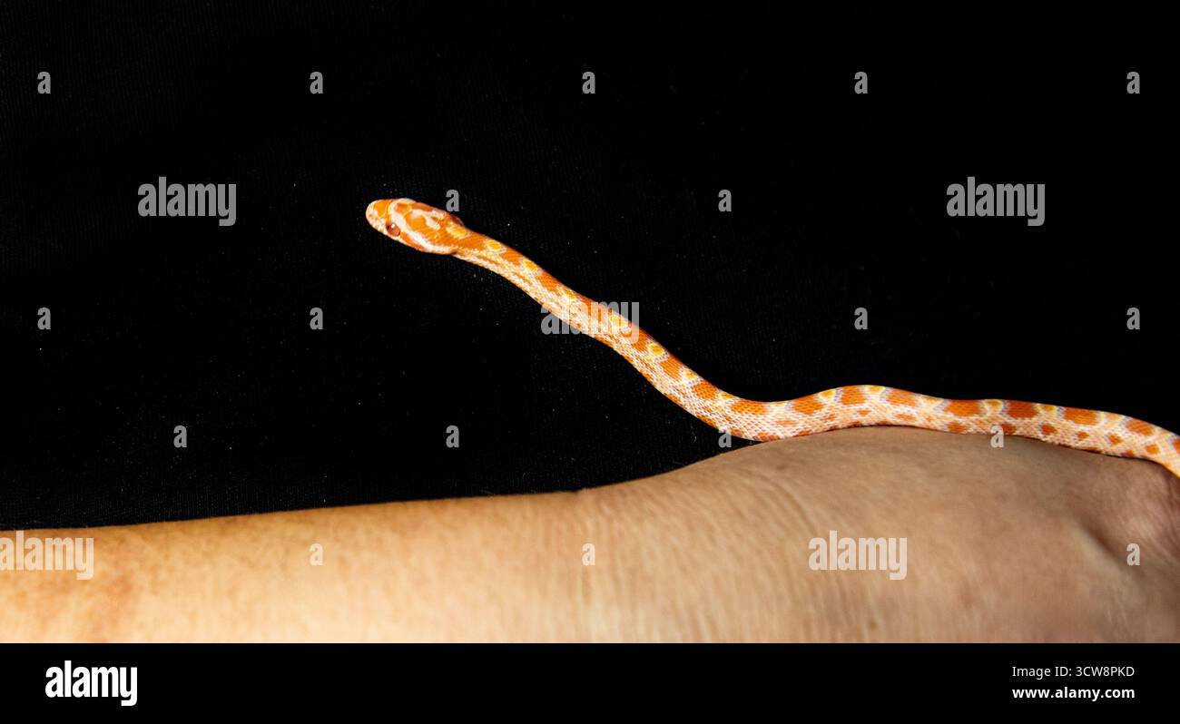 Snake human dark skin hi-res stock photography and images - Alamy