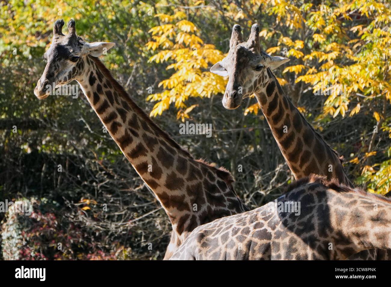 A pair of giraffes are pictured Friday, Oct. 10, 2025 at the Cleveland ...