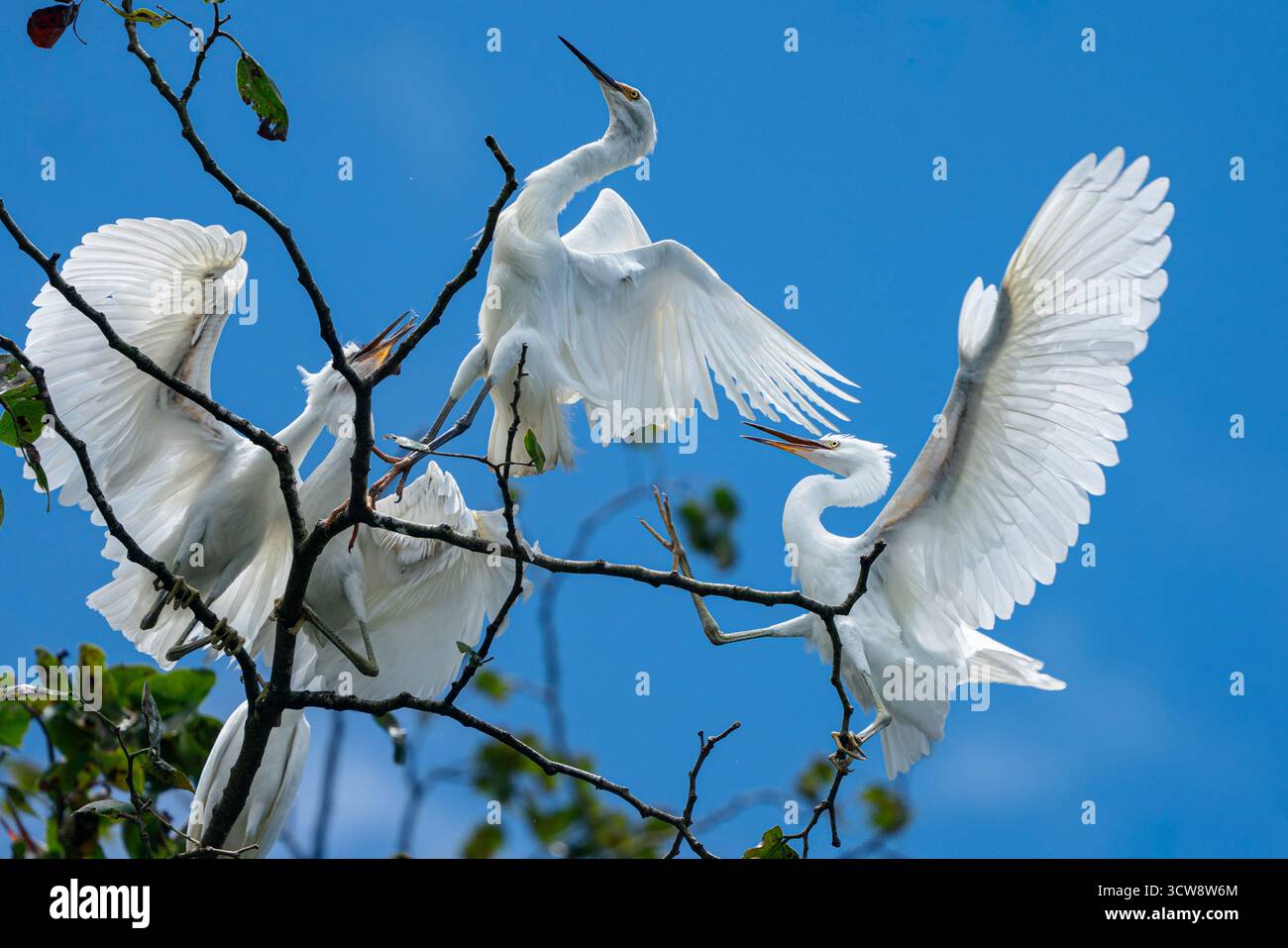 Dimorphic Egrets (Egretta dimorpha) display courtship behavior among ...