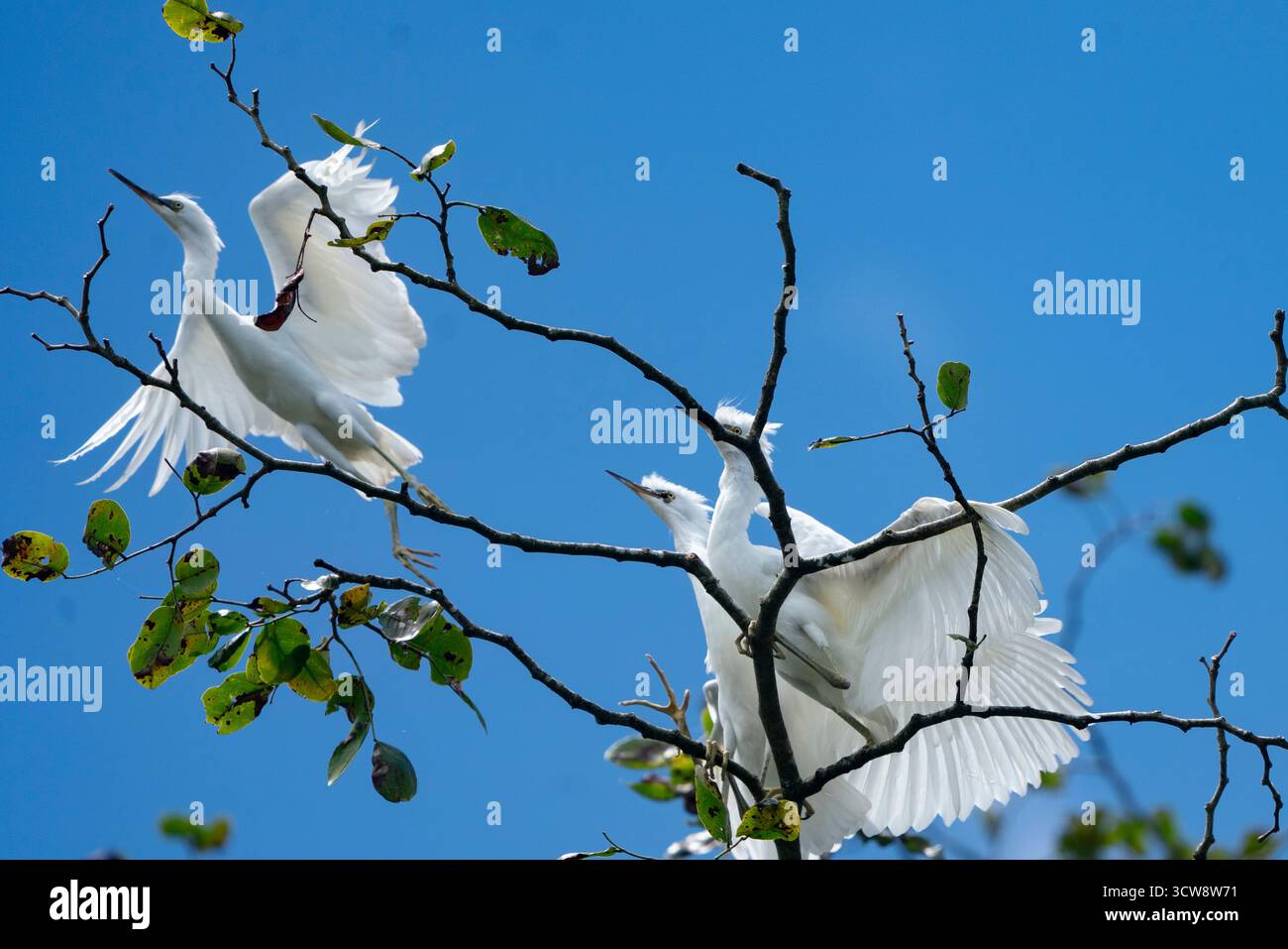 Dimorphic Egrets (Egretta dimorpha) display courtship behavior among ...