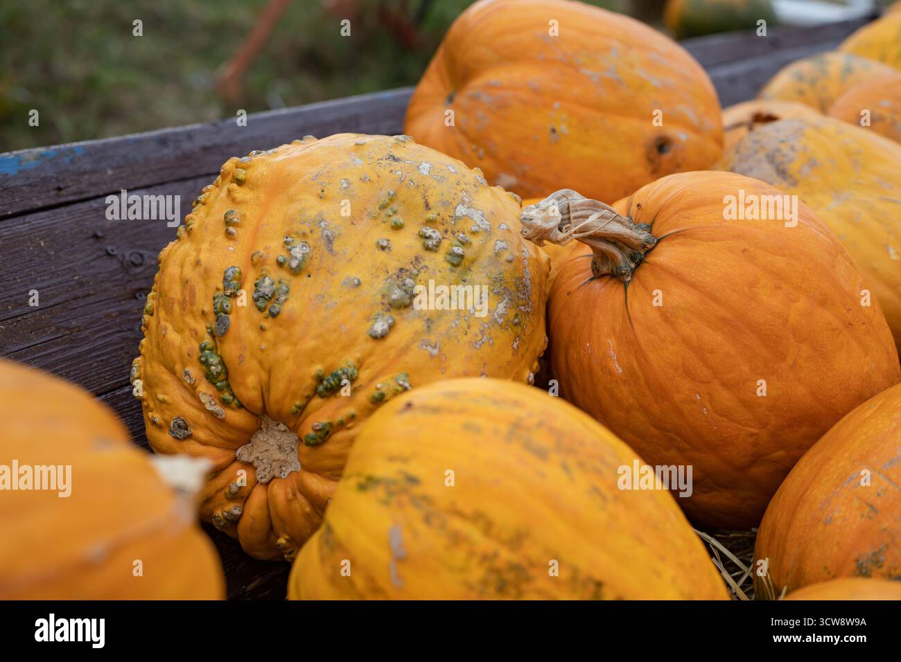 Rustic pumpkins with natural texture and imperfections lying on wooden ...