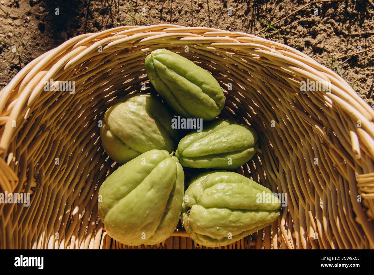 Fresh green chayote fruits in a wicker basket on wooden background ...