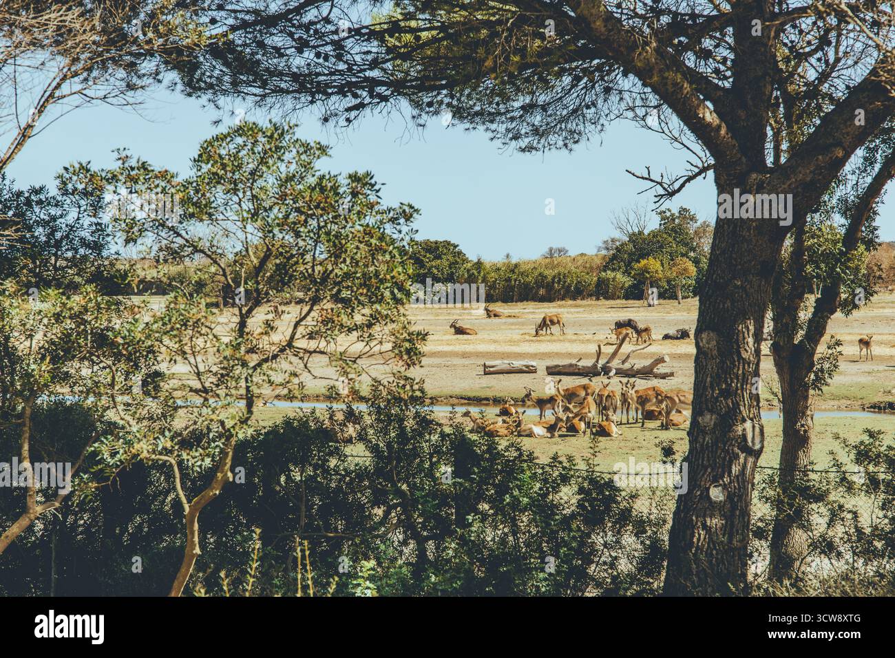 African animals grazing and resting in dry savanna landscape with ...