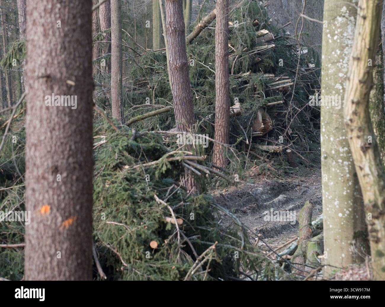 the logging and wood cutting of trees in the forest logging and ...