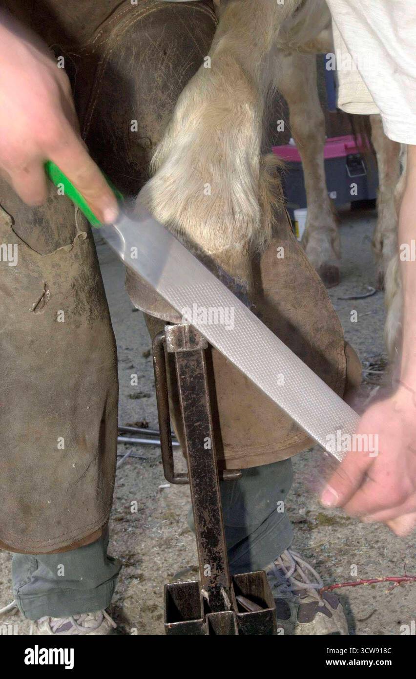 farrier forges a horseshoe for a horse with anvil and hammer farrier forges a horseshoe for a ...