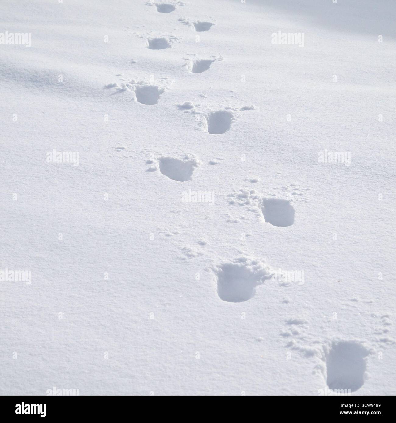 Human footprints in thick white snow on a beautiful winter day in ...