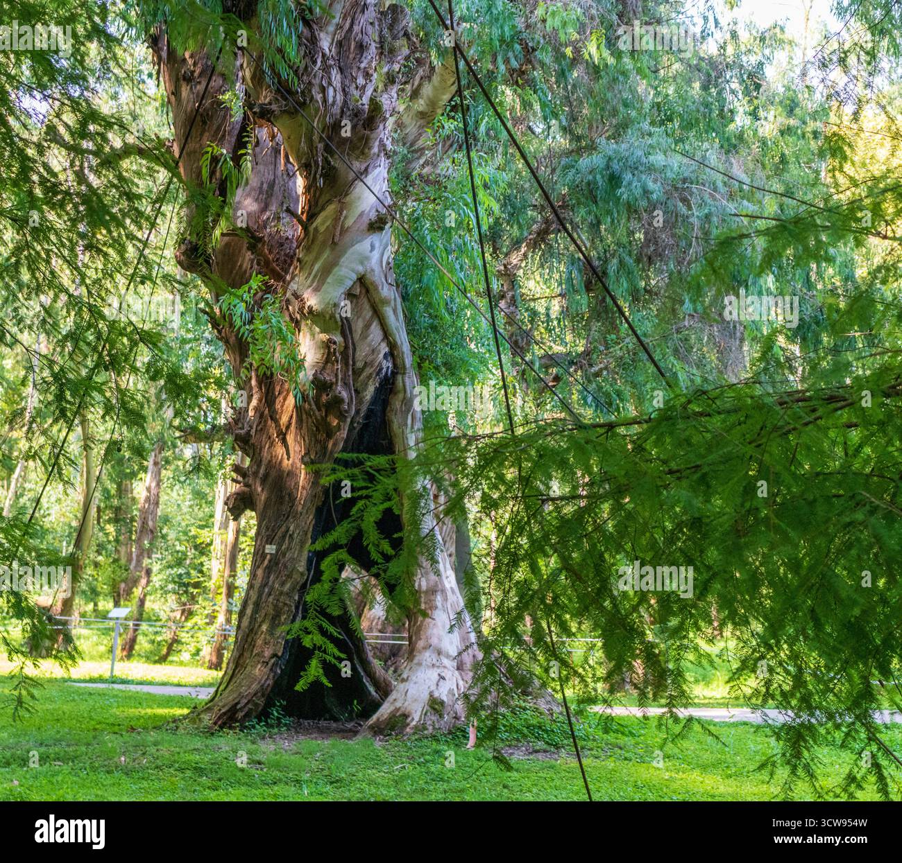 Rounded specimen labeled hi-res stock photography and images - Alamy