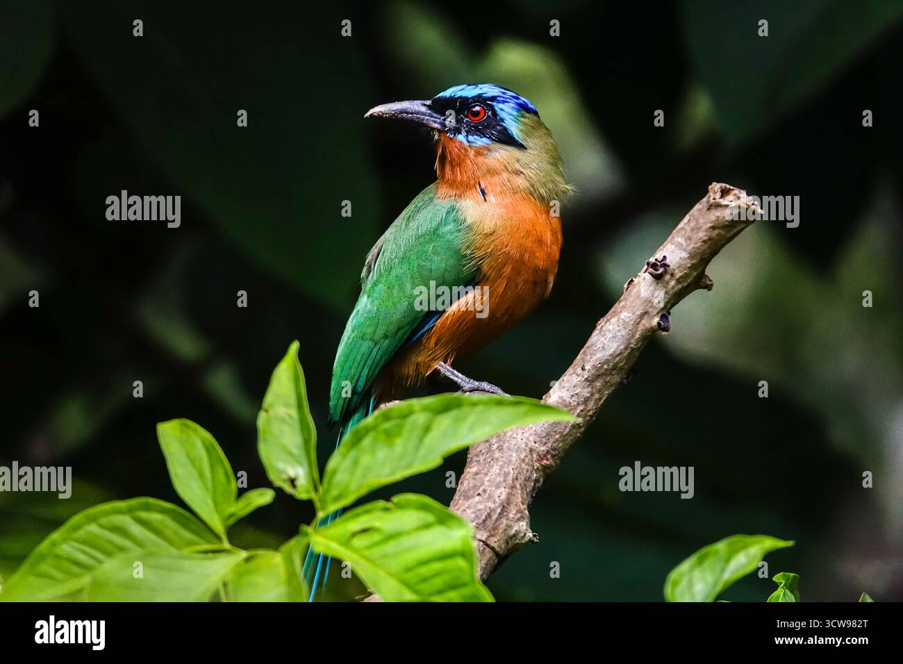 A Trinidad and Tobago motmot, Tobago Island, West Indies. The colourful ...
