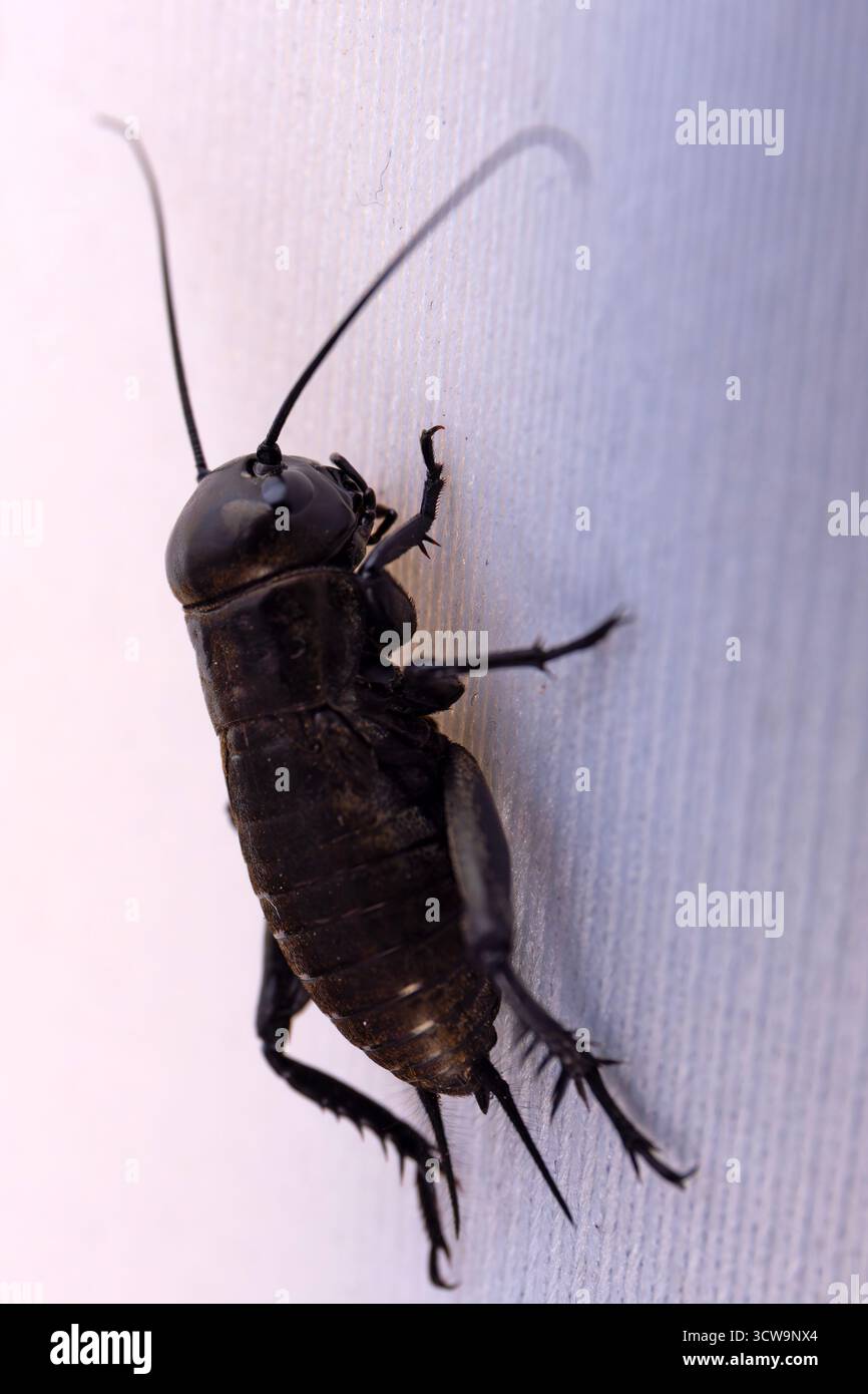Gryllus campestris, the European field cricket is the type species of ...