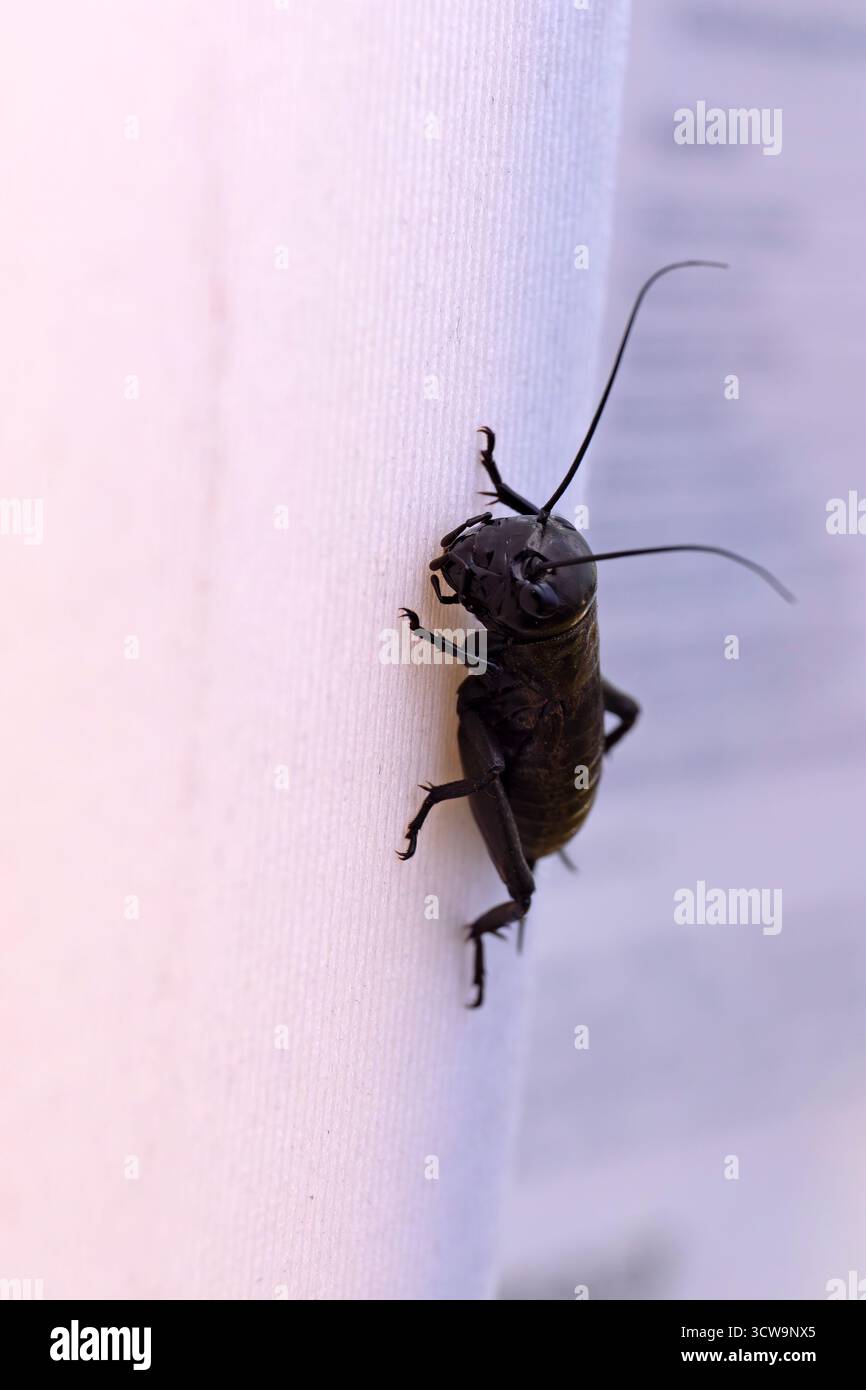 Gryllus campestris, the European field cricket is the type species of ...