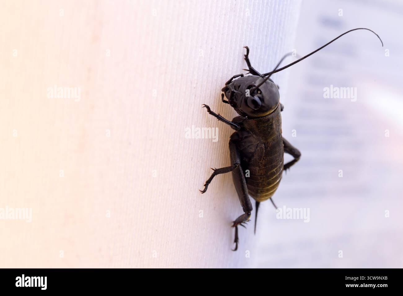 Gryllus campestris, the European field cricket is the type species of ...