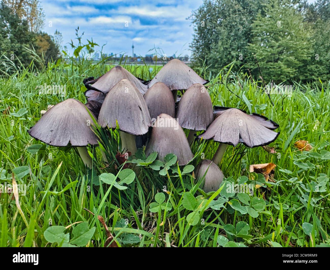 Lush cluster of clover leaves hi-res stock photography and images - Alamy