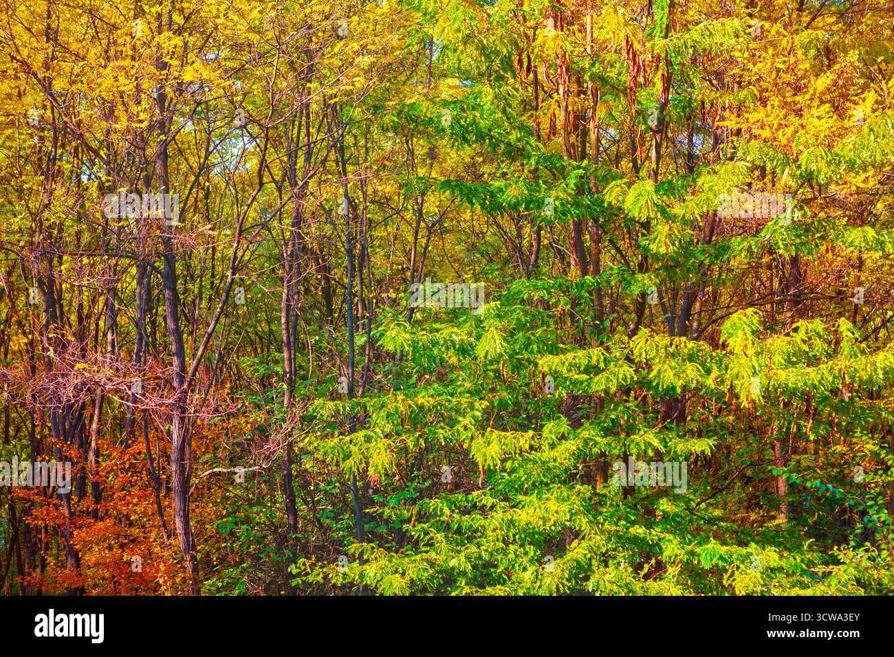 Vibrant forest scene captures autumn transition with trees displaying ...