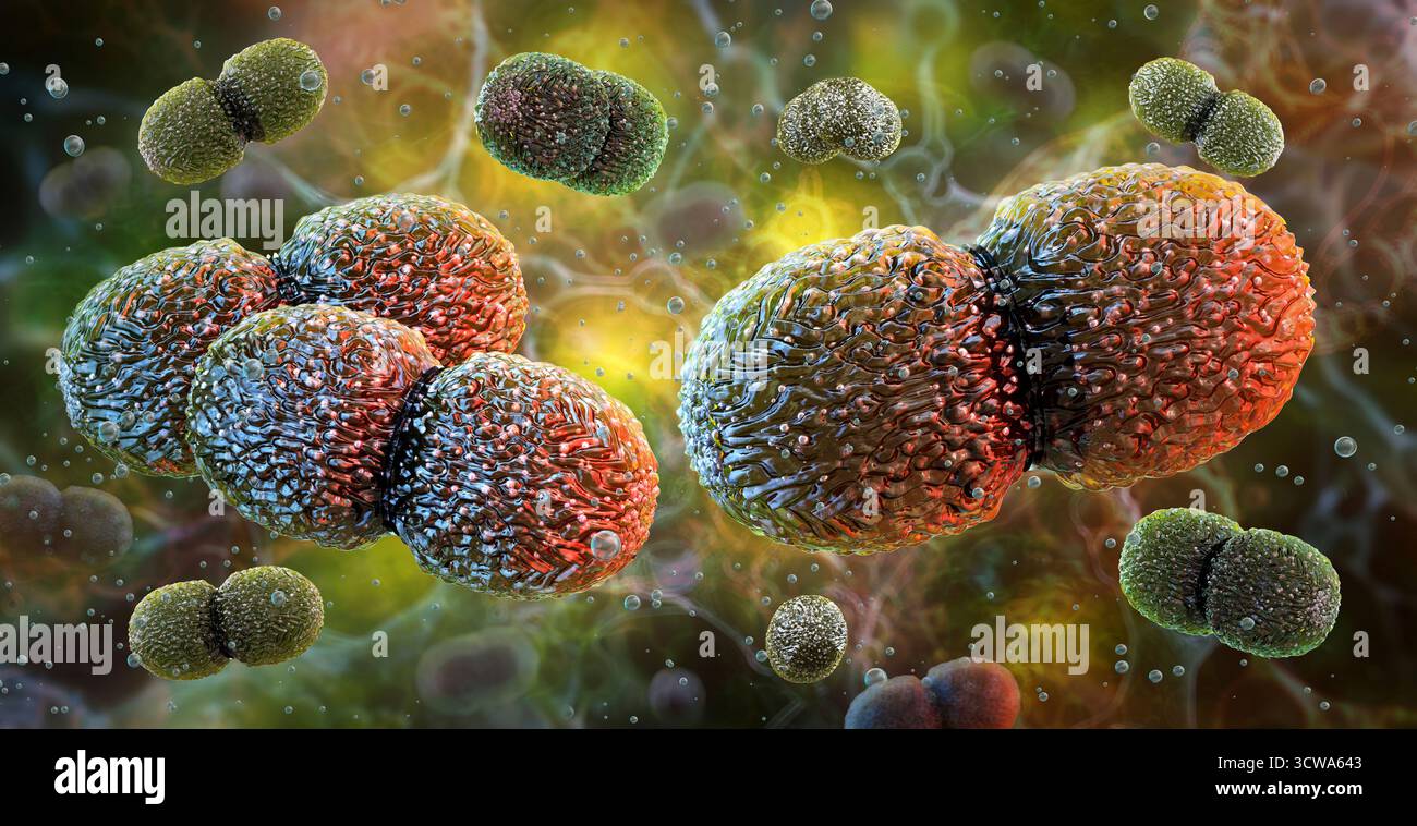Enterococcus faecalis bacteria, illustration. Enterococcus faecalis is ...