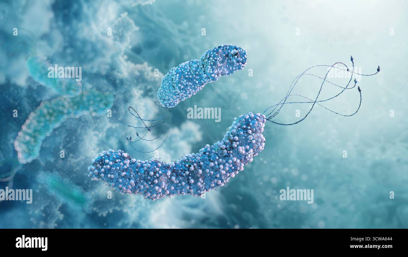 Helicobacter bacteria, illustration. Helicobacter is a genus of spiral ...
