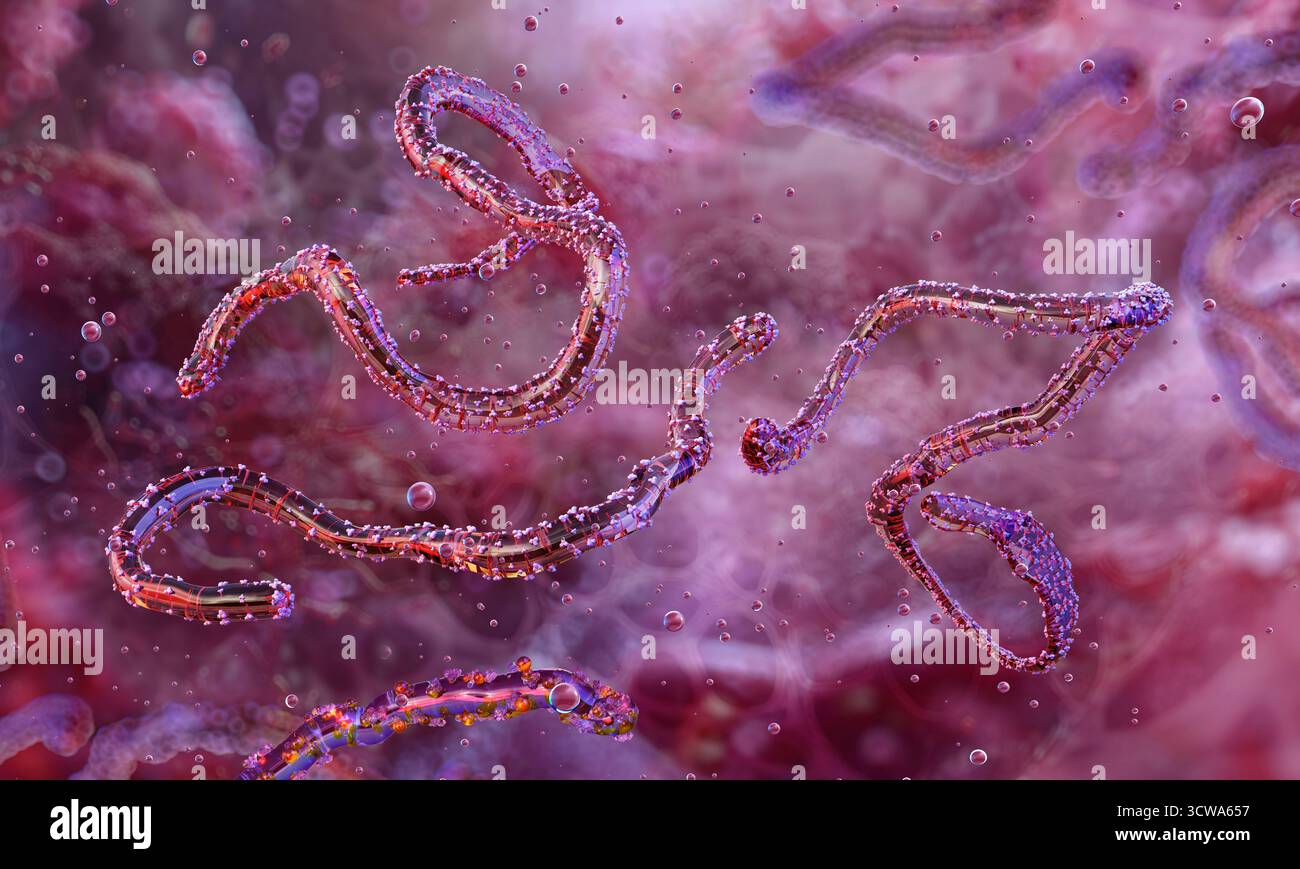Marburg virus, illustration. Marburg virus is a filamentous, negative ...
