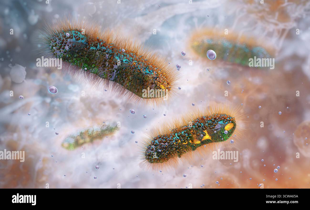 Shigella bacteria, illustration. Shigella is a genus of Gram-negative ...