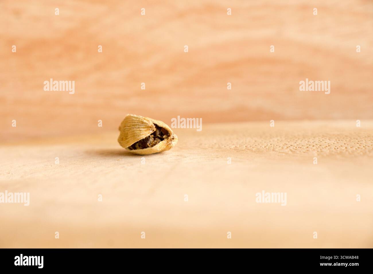 Close up of single green cardamom pod cut open revealing seeds on ...