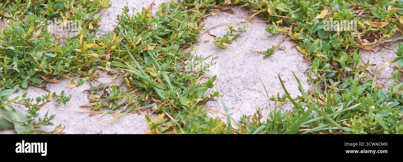 Close-up of green weeds growing through cracks in a concrete pathway ...