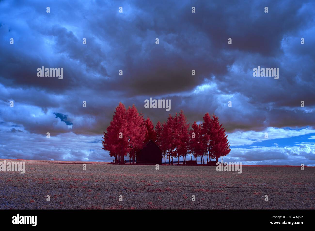 Infrared landscape with red glowing vegetation, surreal nature scene in ...