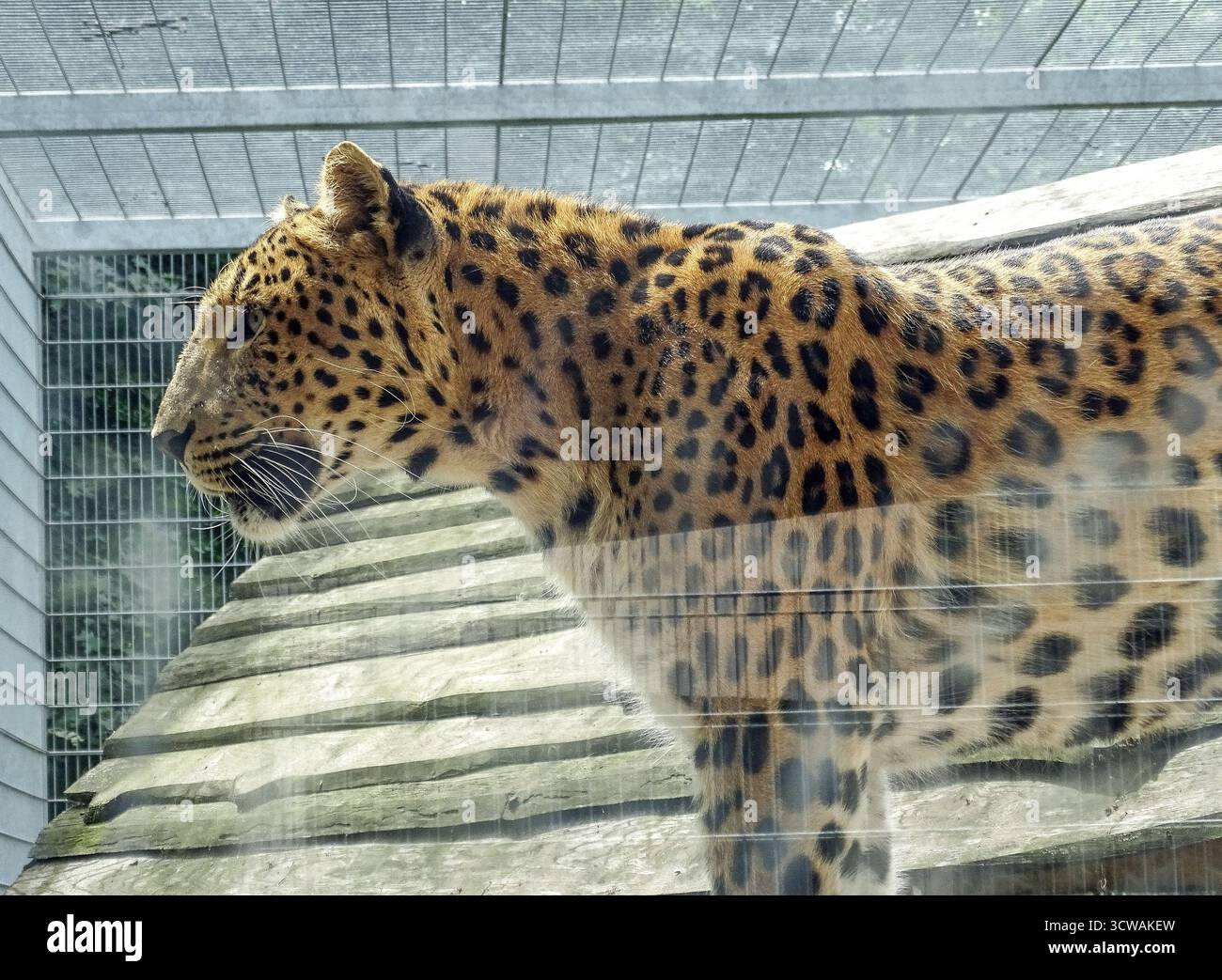 North chinese leopard at zoo. Panthera pardus japonensis Stock Photo ...