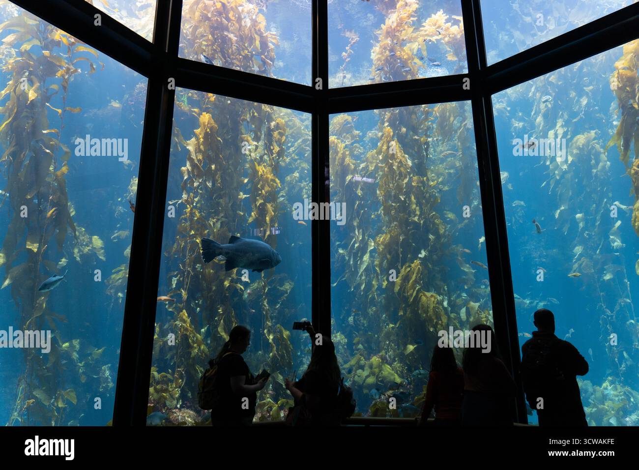 Visitors watch fish swim through the towering kelp forest tank at ...